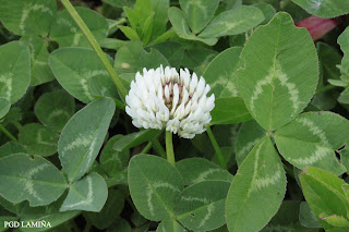 TRIFOLIUM REPENS. trebol blanco.