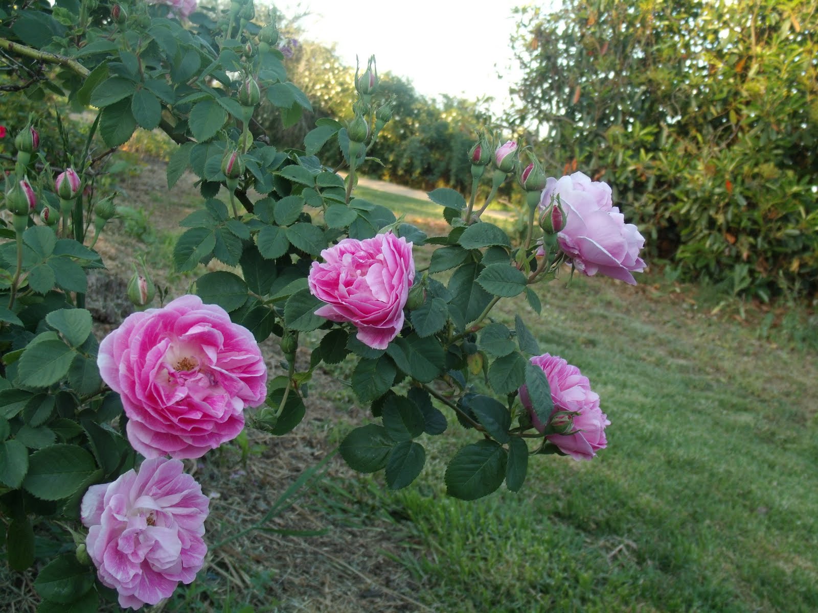 "Eurimbla" Roses: Beautiful Bourbons