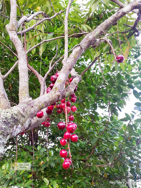 Neu Tea's Journey: Pokok Ceri Terengganu