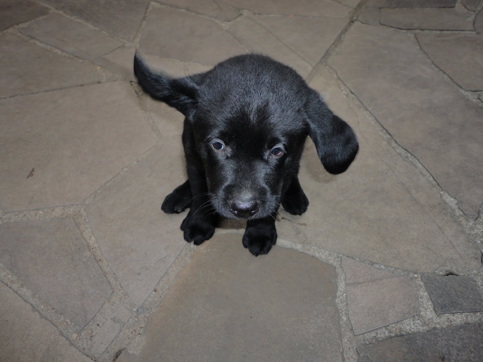 Fam lia Labrador