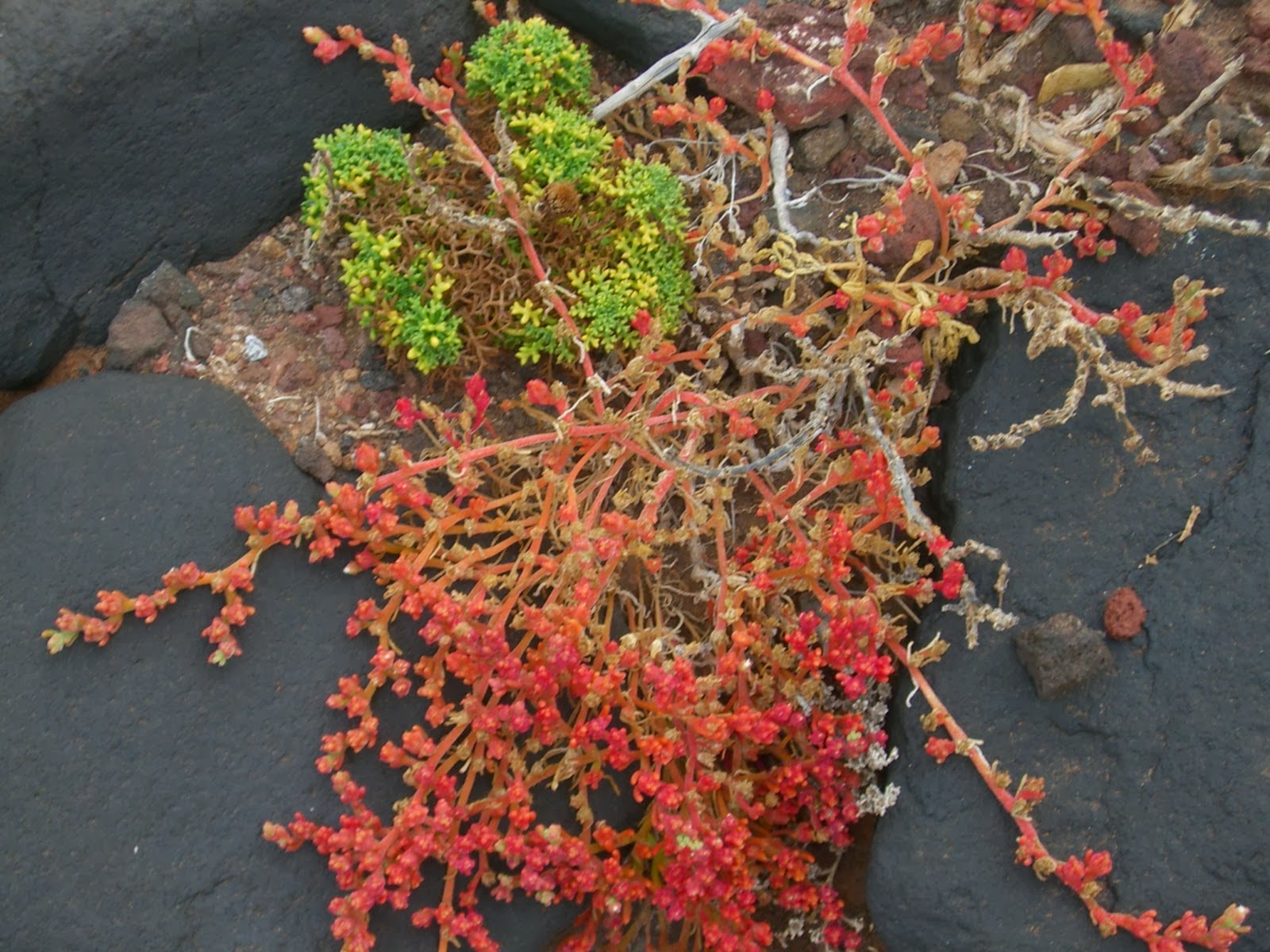 "EL CONFITE " PLANTA EN EL CONFITAL - LAS PALMAS DE GRAN CANARIA | Blog ...