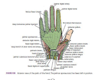 Human Medecine: The Palm of the Hand-Skin-The Palmar Aponeurosis ...