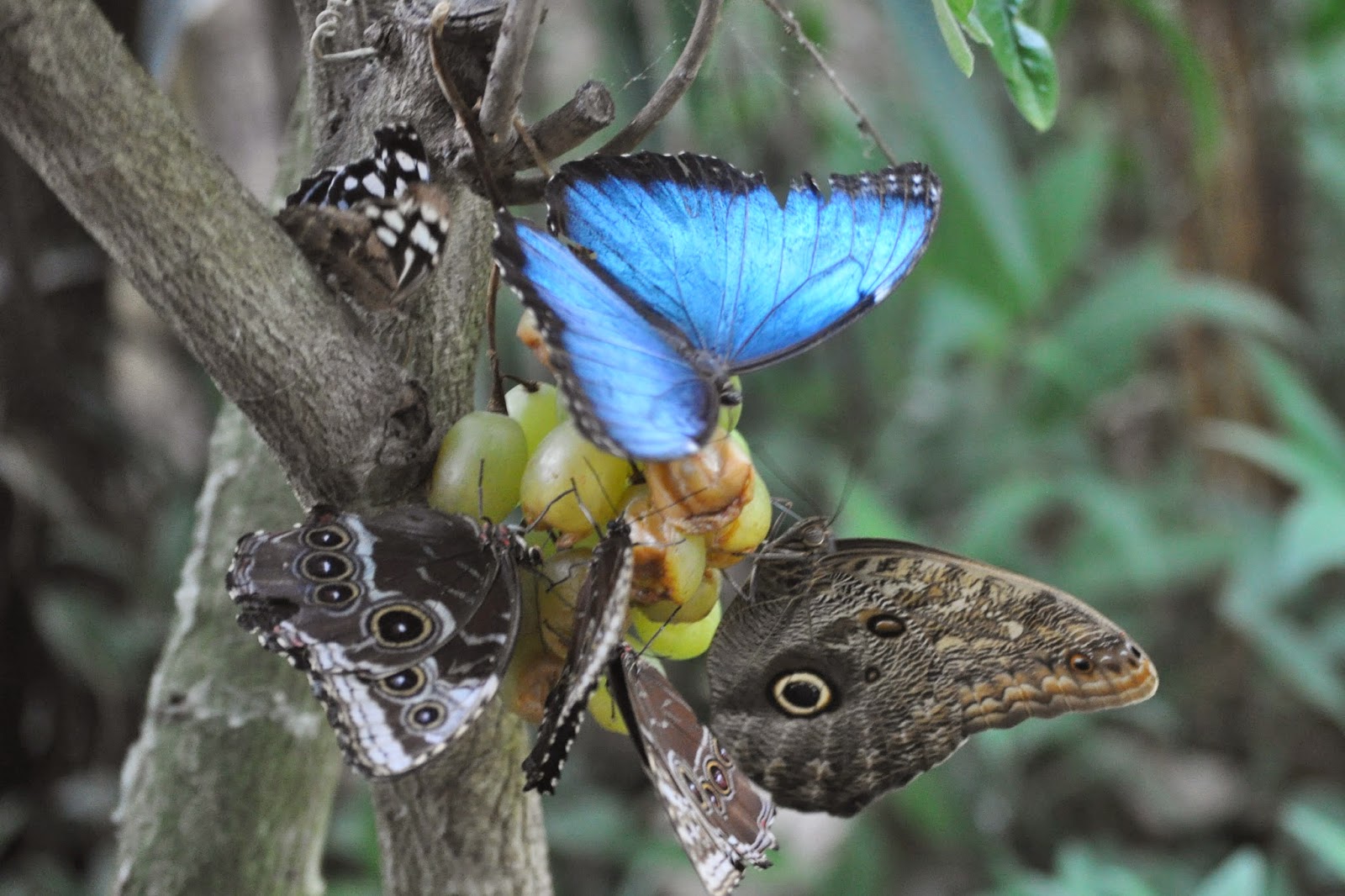 ZOOTOGRAFIANDO (6.100 ANIMALS): MARIPOSA MORPO AZUL / COMMON BLUE ...