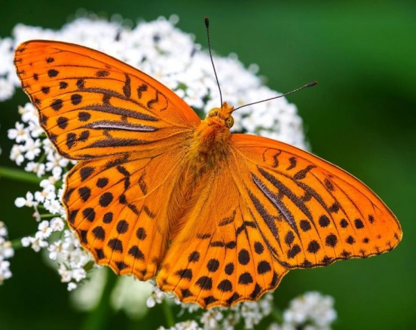 Adam Gor'un Çiçek ve Kelebek Fotoğrafları - Profesyonel Fotoğrafçılık
