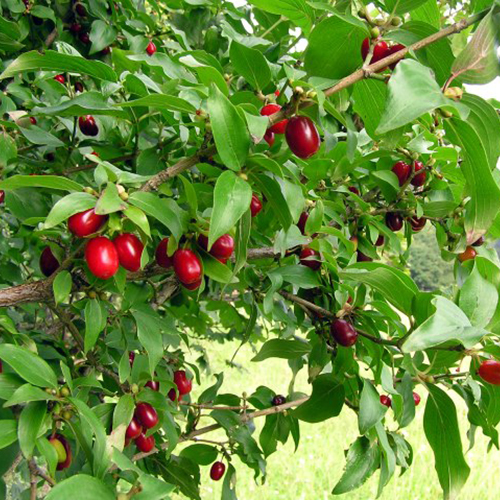 Cornejo macho (Cornus mas) - Frutas del mundo