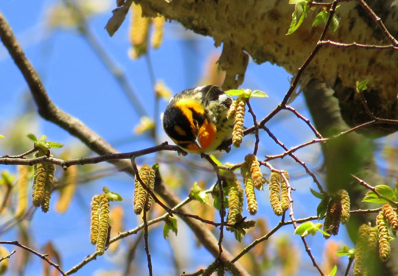 Waterloo Region Nature Field Trip to Thickson's Woods, Whitby, ON ...