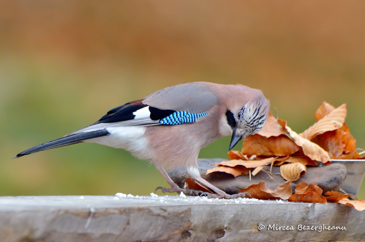 Gaita, Ticleanul si lacul Sf. Ana