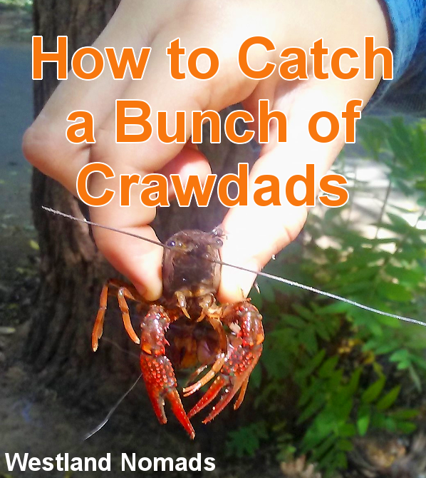 Westland Nomads : 2017