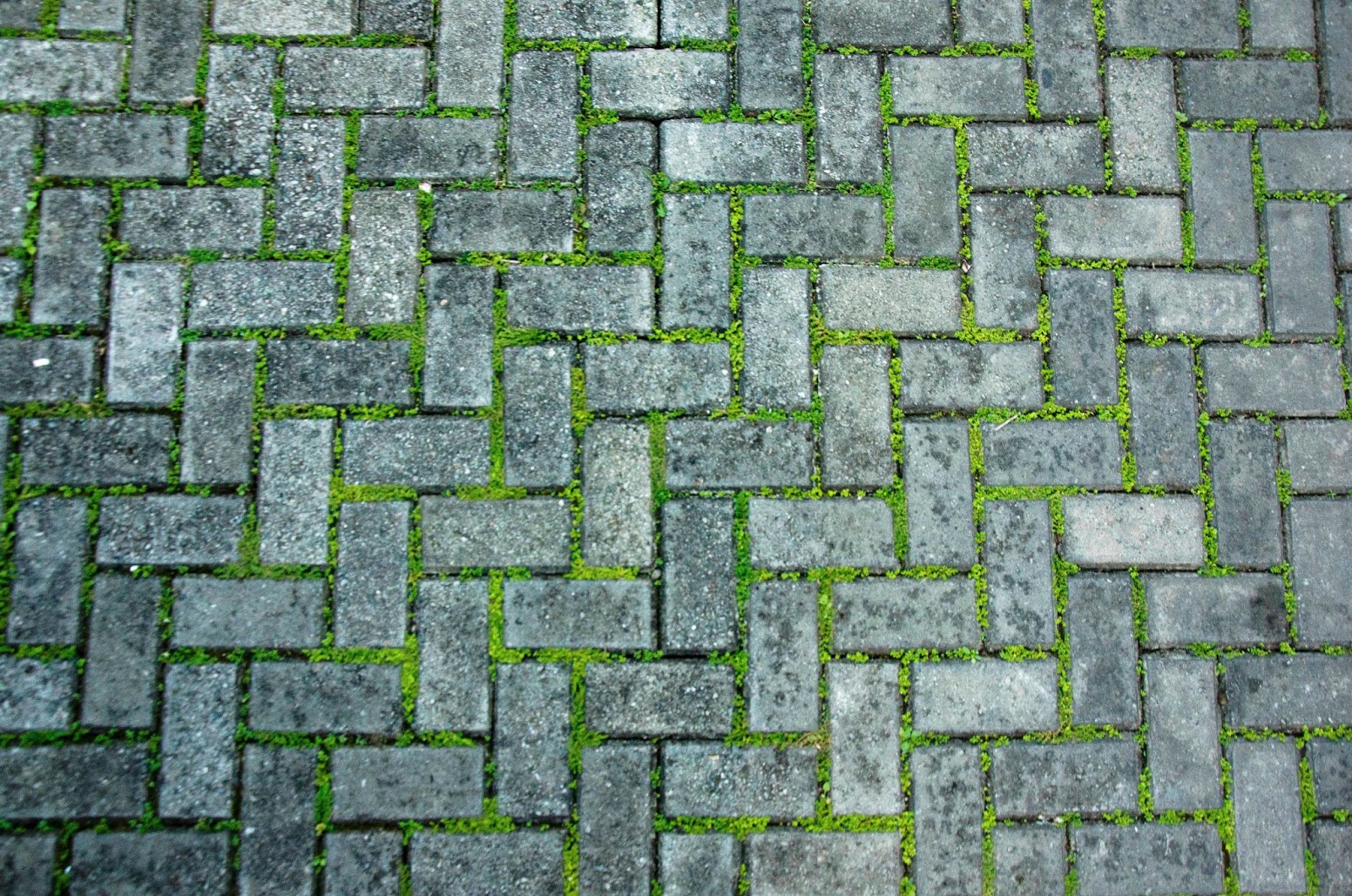 Paver Pintado - storycog