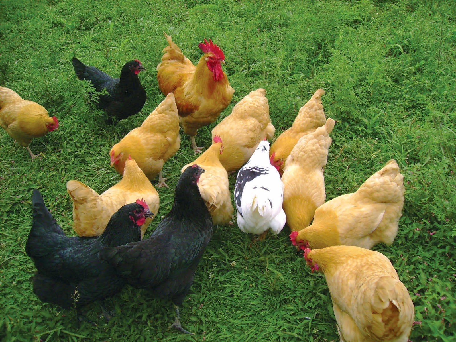 UFUGAJI WA KUKU WA KIENYEJI: Ewe Mfugaji wa Kuku Fanya haya Kuongeza Mtaji