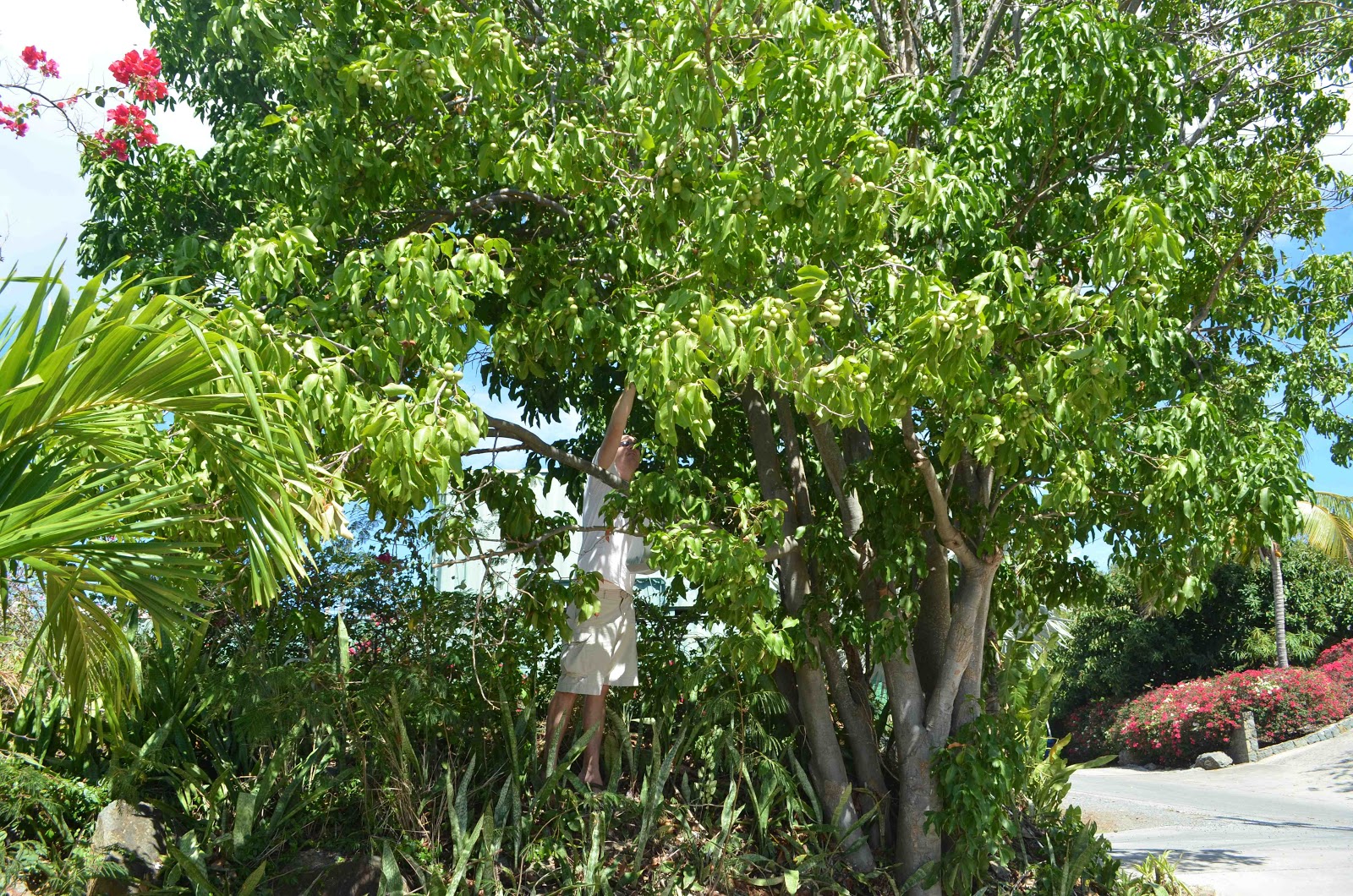 Caribbean Chic Living by Cristina Canizares: Genip Harvesting & How to ...