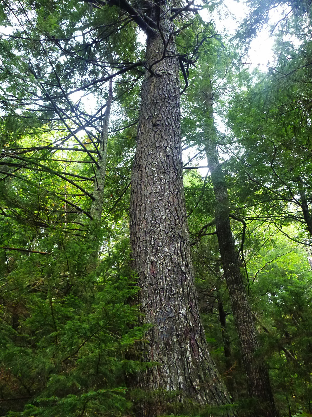 White Mountain Sojourn: 9-22-13 Old Growth Red Spruce in the Whiteface ...