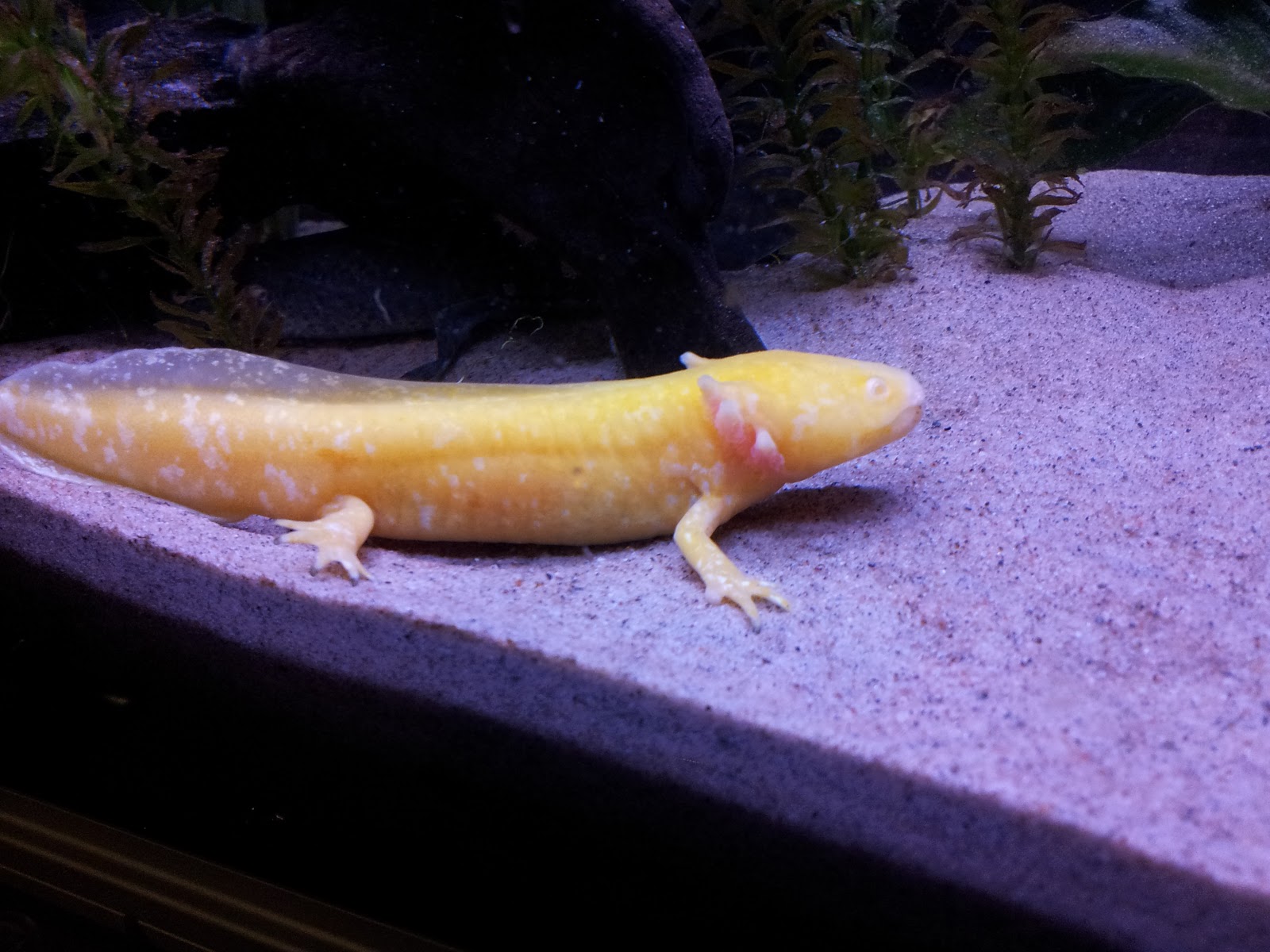 Anna´s Akvarie : Våra Axeloter :)