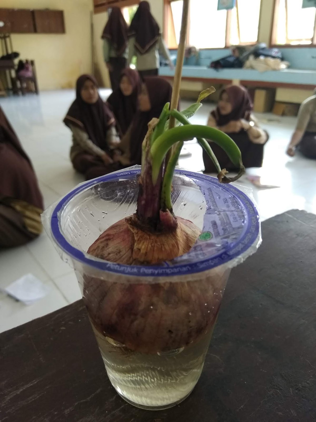 Praktikum Pengamatan Akar Bawang Merah Kelas XI MIA - Kelas Biologi ...