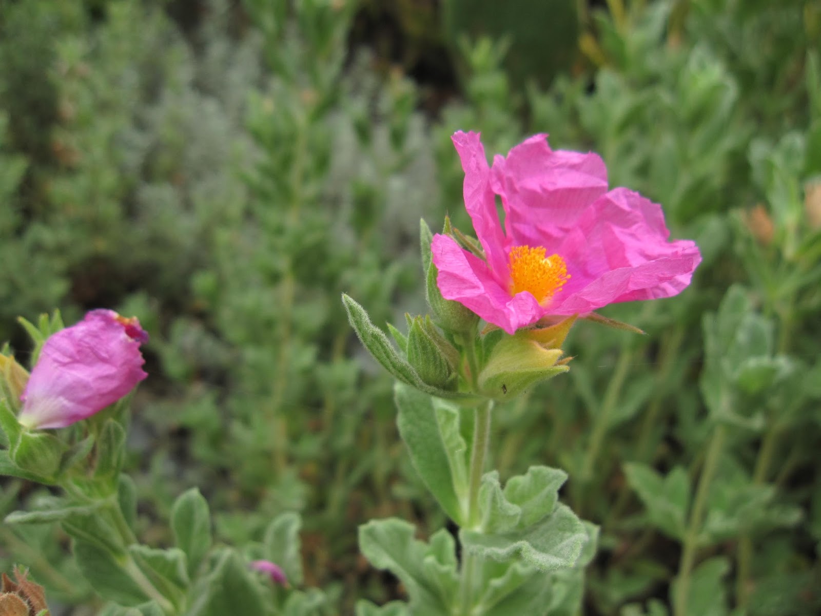 MulchMaid: Garden Blogger's Bloom Day, September 2013