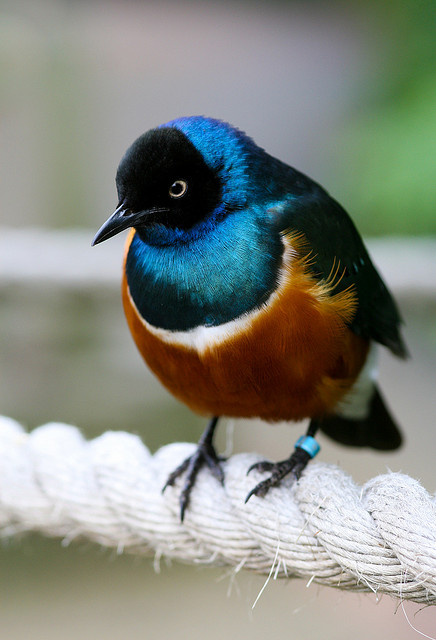 The most beautiful and magnificent birds Photos picturesque | TOOOPIC