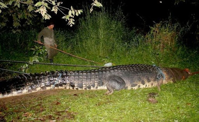 Amazing Pictures: 20-foot crocodile captured