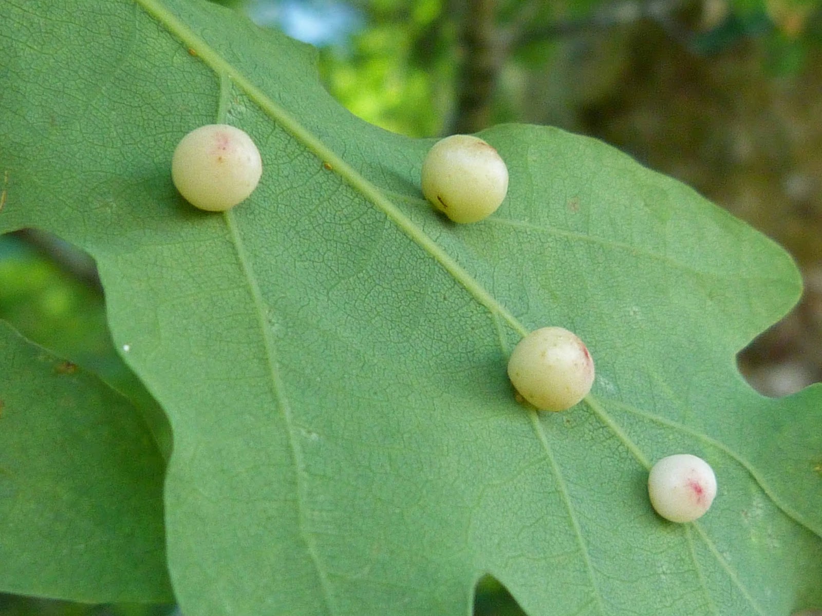 Insects of Scotland: Galls/Leaf-miners