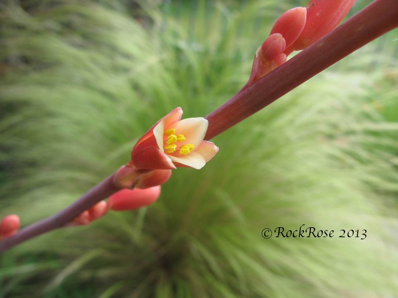 ROCK ROSE: TALL AND SPIKY THINGS