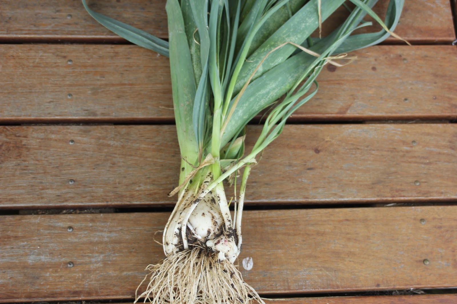 Mudflower: Perennial leek vs Regular leek