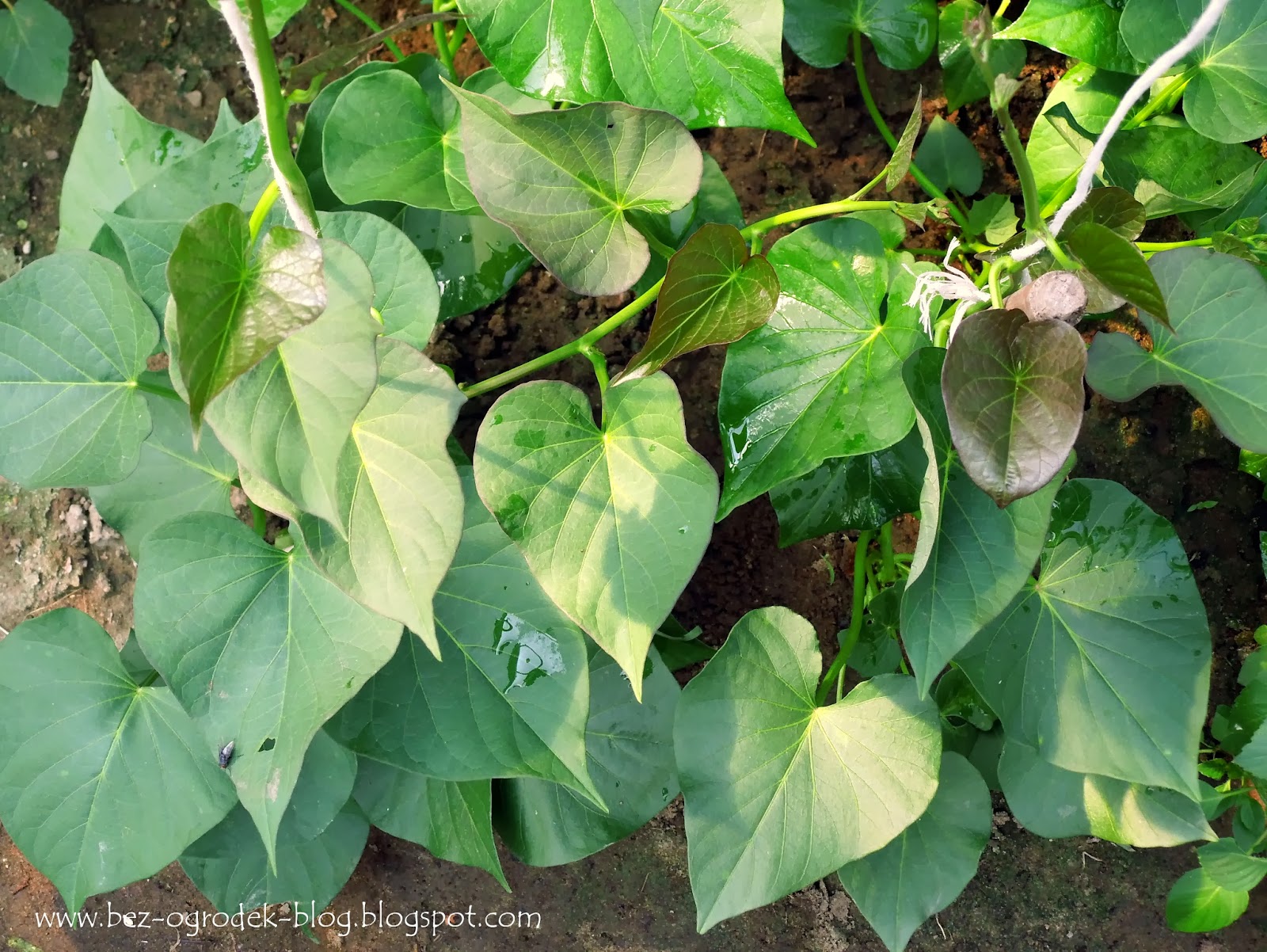 Bataty pataty, słodkie klimaty | BEZ OGRÓDEK | blog ogrodniczy