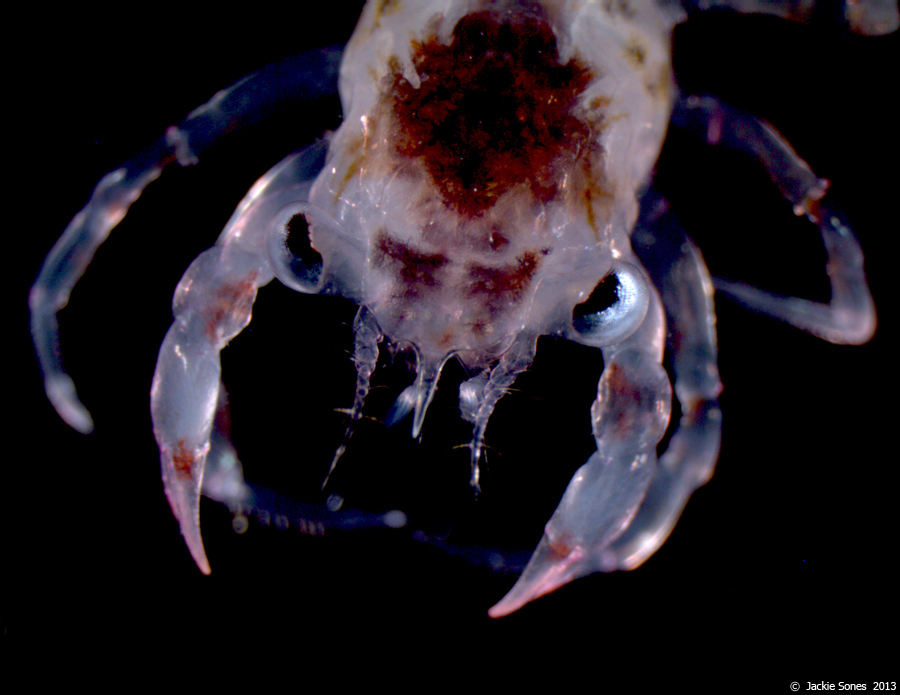 The Natural History of Bodega Head: A long way to go