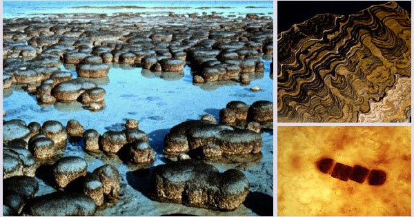 Bacterias Actuaciencia: Aldolasa, la fructosemia y la importancia de ...