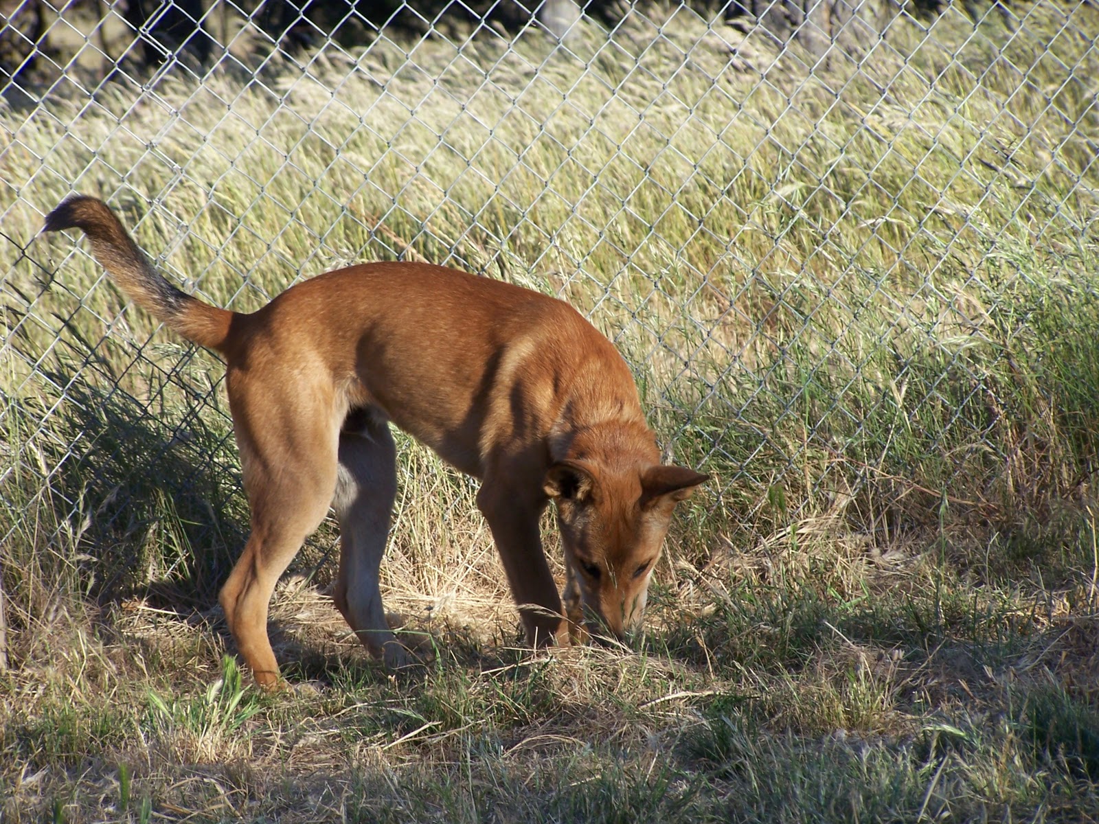 Bushland Dingo Haven