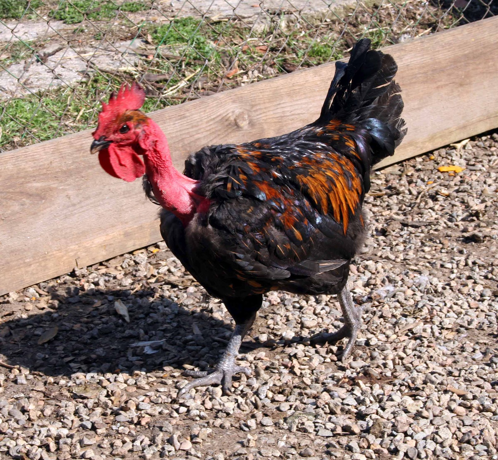 AVIARI CAN BOSCH DE SANT GREGORI: Razas de Gallinas Grandes