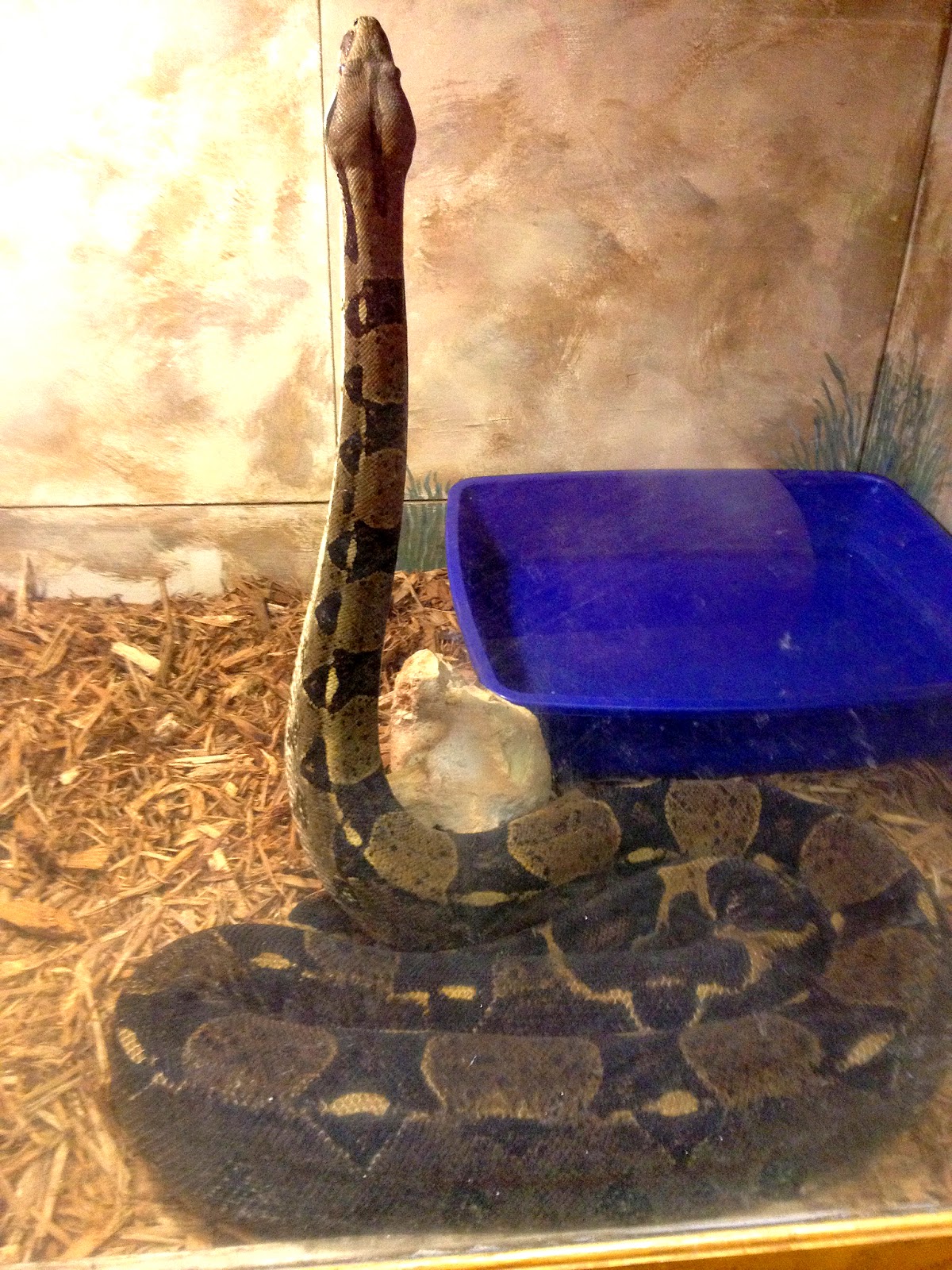 World Bird Sanctuary: “Oh, I’m Being Eaten by a Boa Constrictor!”