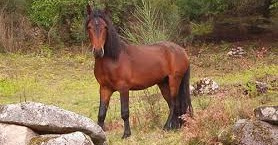 Cabdiraxmaan Africa: Fardaha Soomaalida