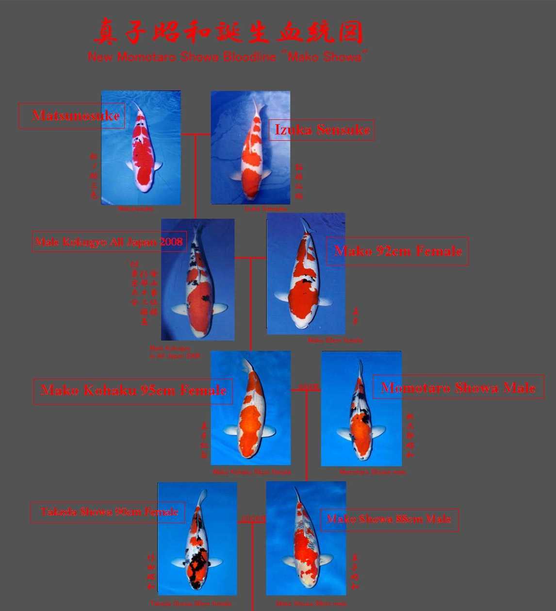 Beautysmile-Koi: Mako Showa of Momotaro Koi Farm