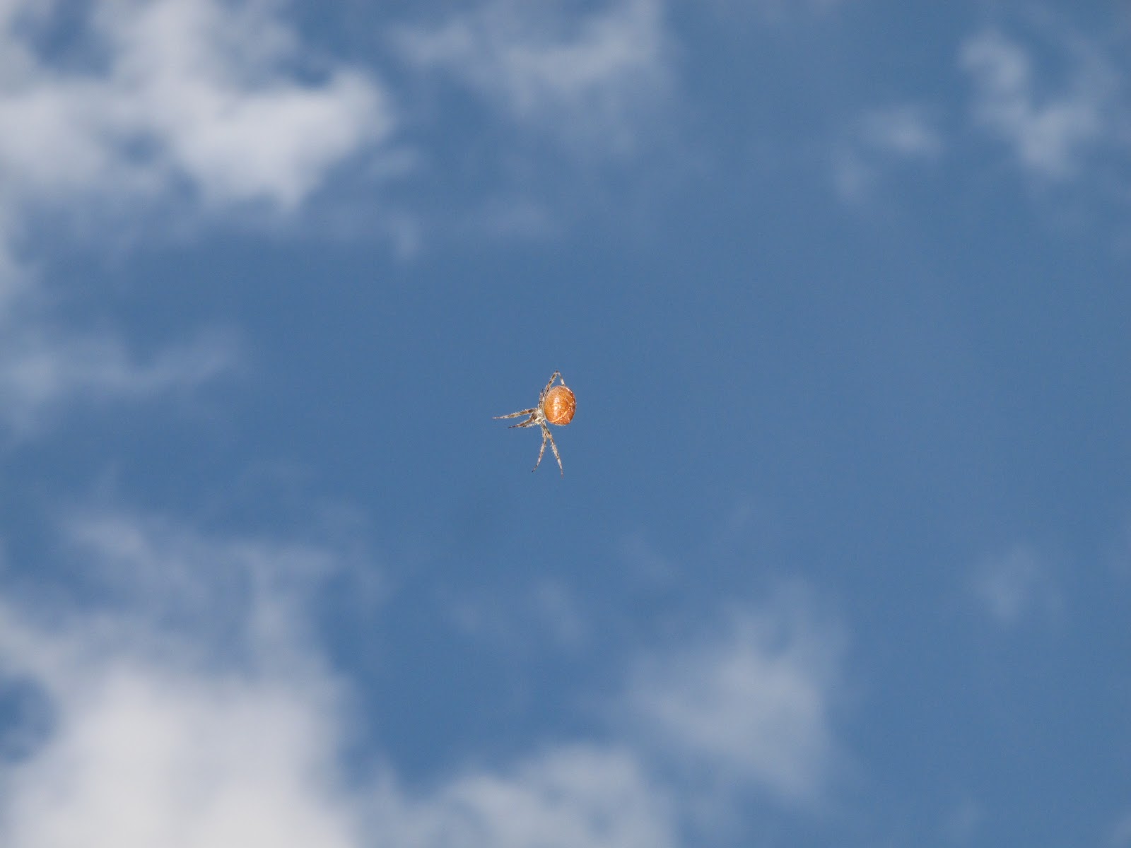 BugBlog: October spiders