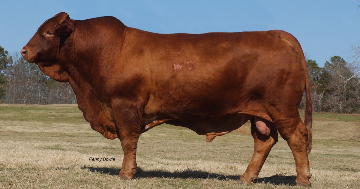 RAZAS DE TOROS: BEEFMASTER