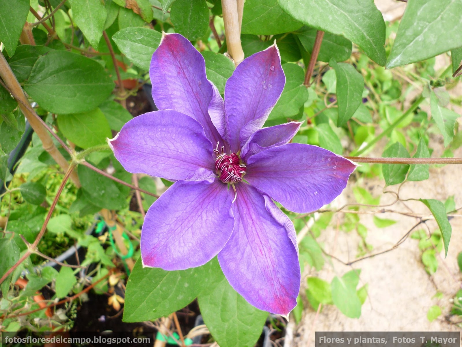 Flores y plantas silvestres: " Clematis spp ". Clemátide.