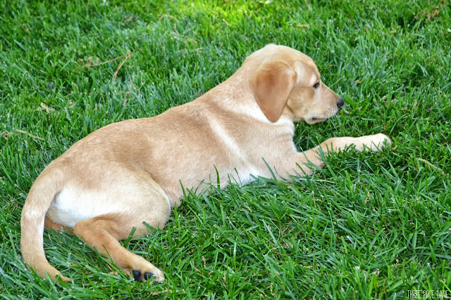Three Pixie Lane: Favorite Photo Friday- a Dog's Perspective