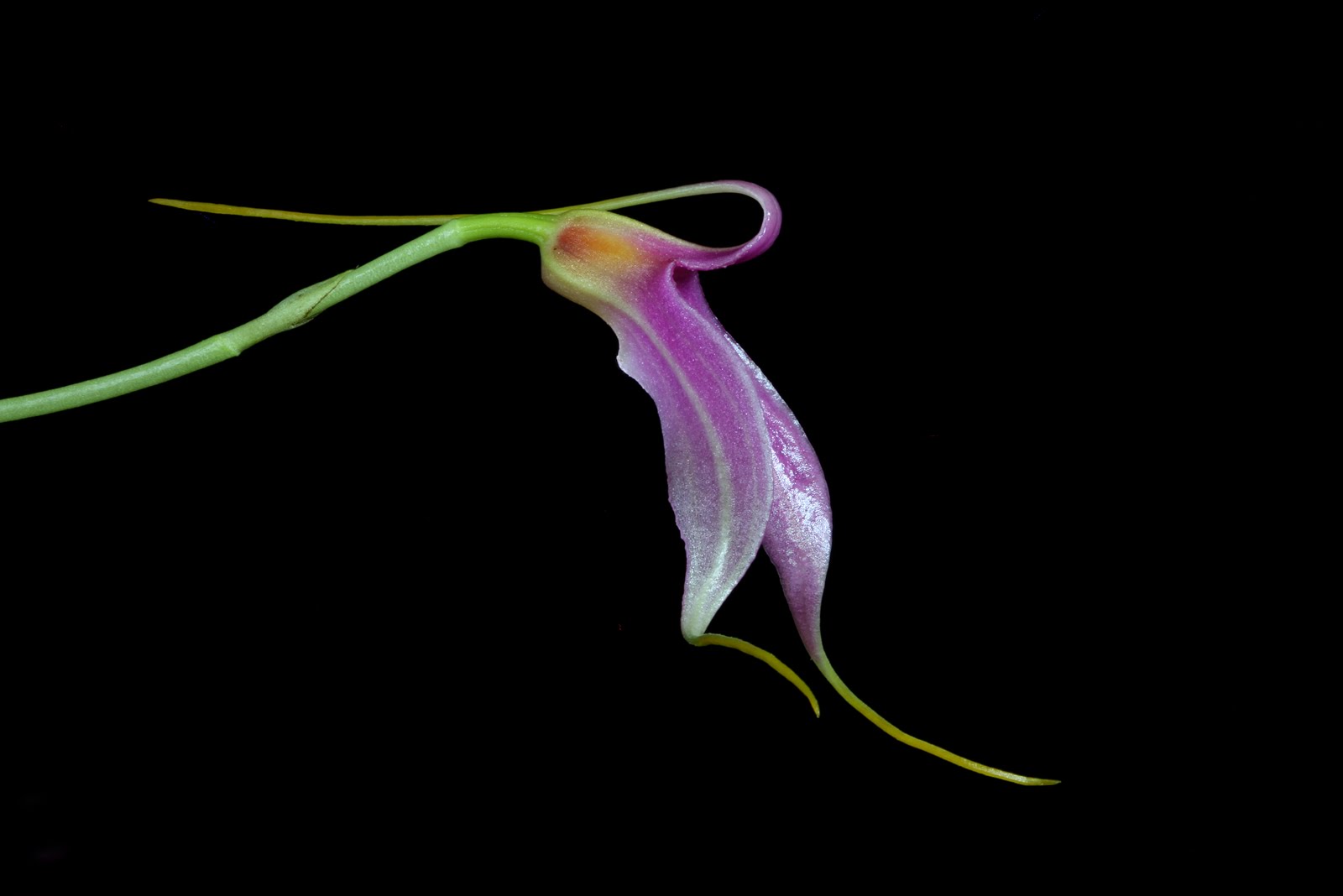 Orchids in Bloom: Masdevallia lamprotyria