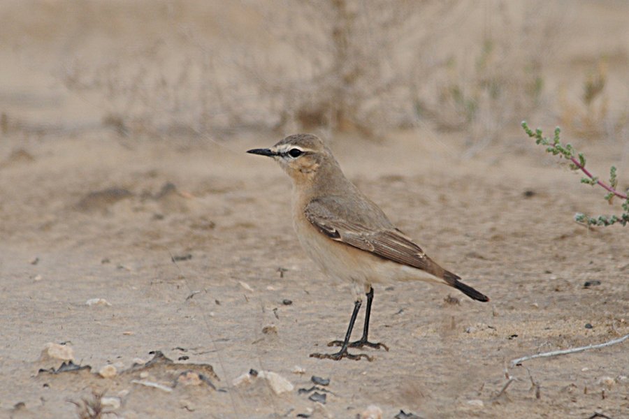 Birds of Saudi Arabia: Wheatears – Sabkhat Al Fasl