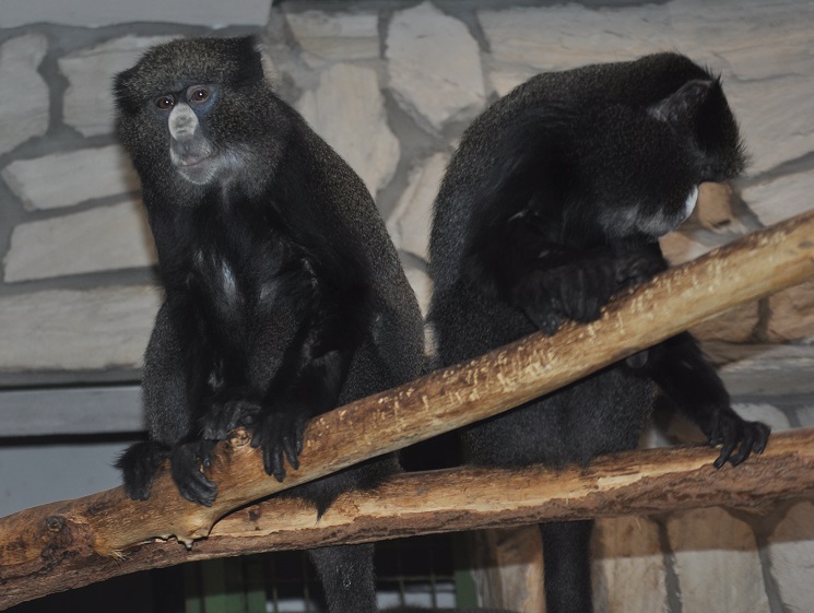 ZOOTOGRAFIANDO (6.100 ANIMALS): CERCOPITECO DE NARIZ BLANCA / PUTTY ...