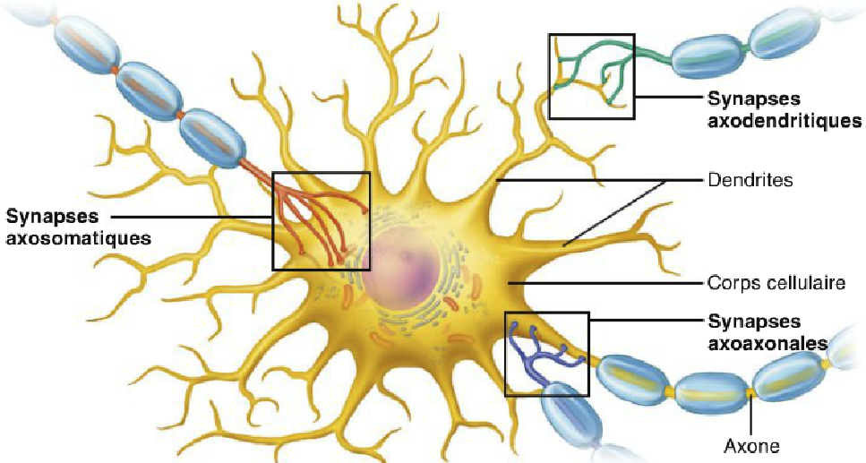 Ermitage TPE 1S1: C. La Synapse