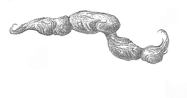 Exotic Animals Register: Guide To The Main Four UK New UK Predator Species