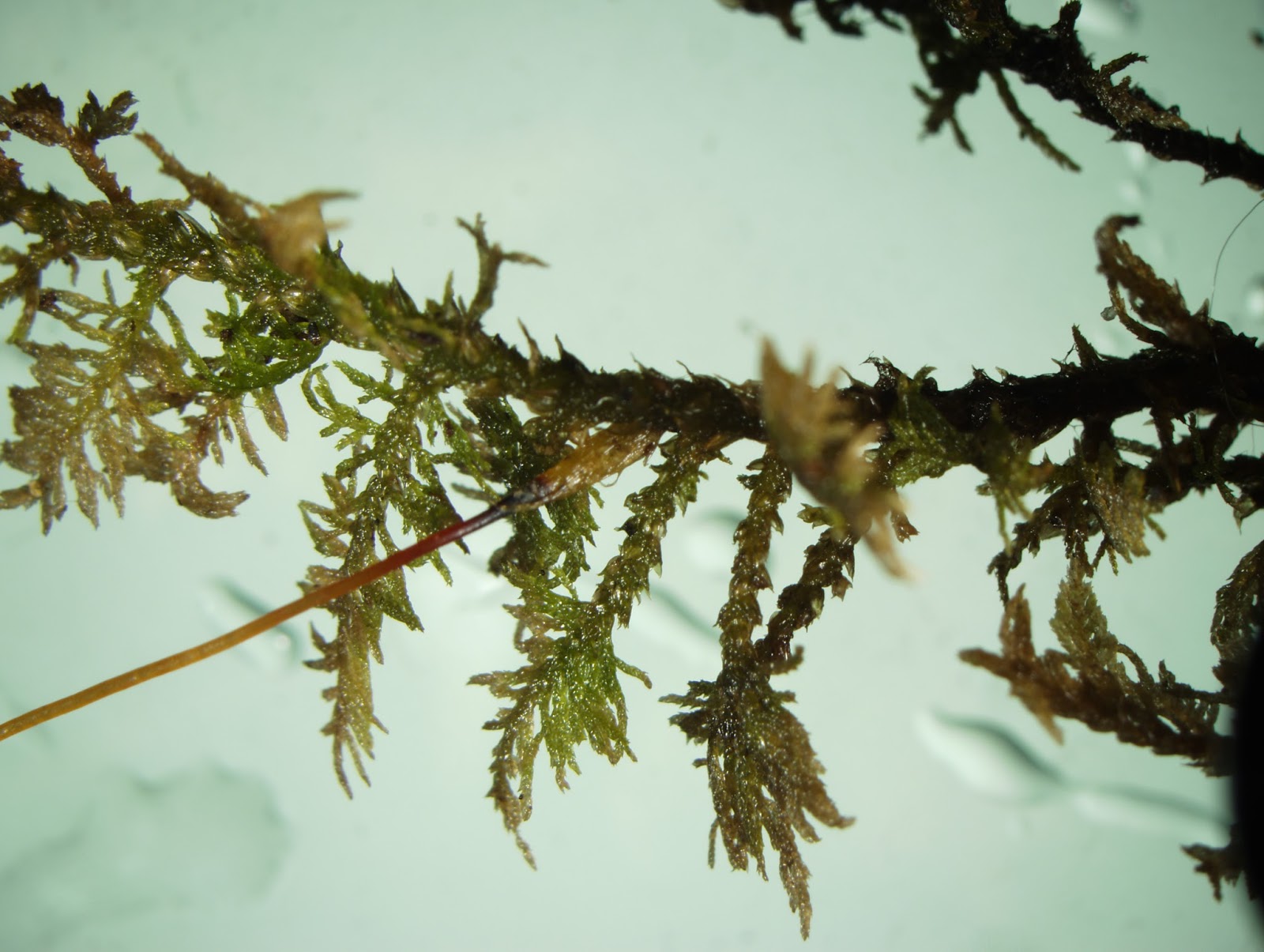 Non-vascular Plants: Specimen #10: Thuidium delicatulum