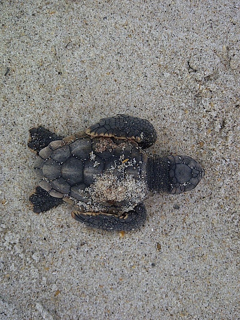 Cultured Carbon County: Ancient Mariners - The Sea Turtles of Melbourne ...