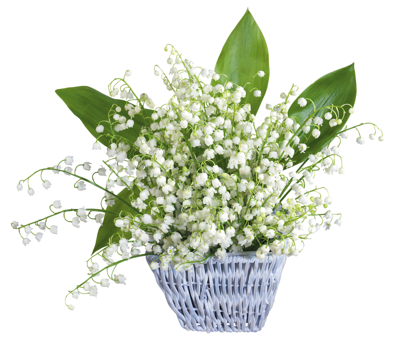 La Multi Ani de Florii tuturor celor cu nume de floare!