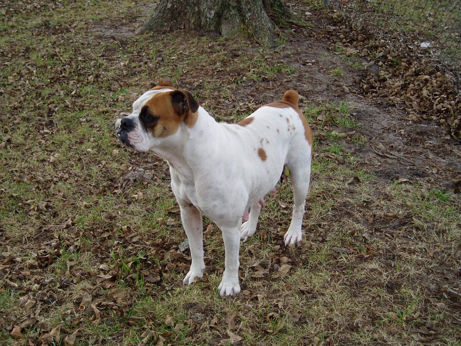 Bulldog's Life: Sandspur Bulldogs ***Salty's upcoming litter...