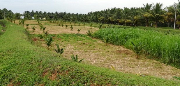 Riding through the coconut plantations in Pollachi - eNidhi India ...