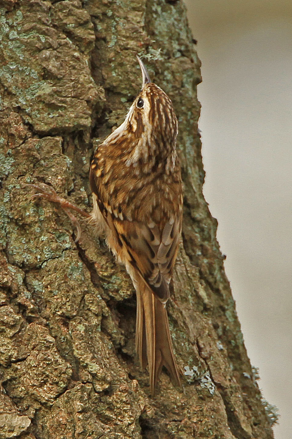 Old Man of Minsmere aka John Richardson: February 2012