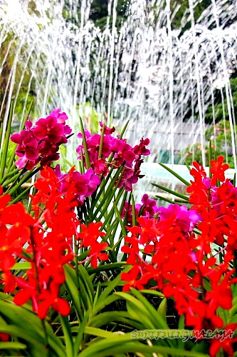 SUPERMENG MALAYA: Taman Bunga Raya Kuala Lumpur