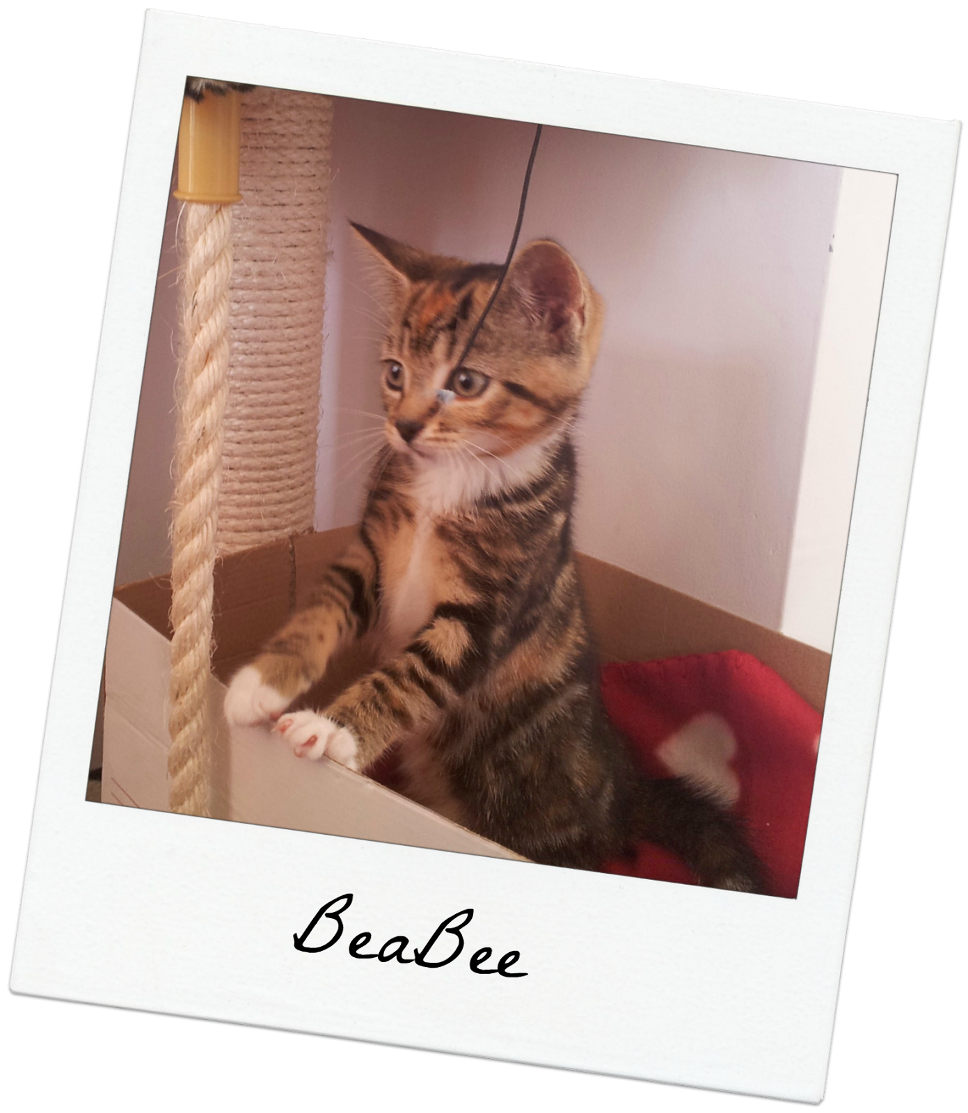 Yummy Mummy Survival: Meet The Kittens!