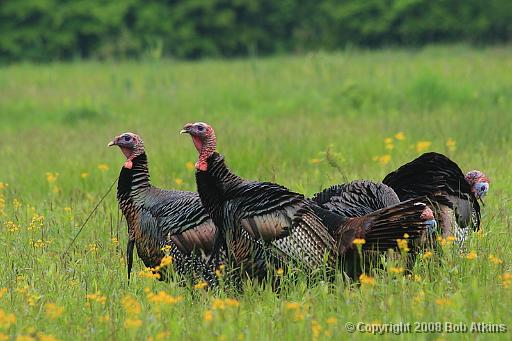 Wild Turkeys Facts And Pictures | All Wildlife Photographs